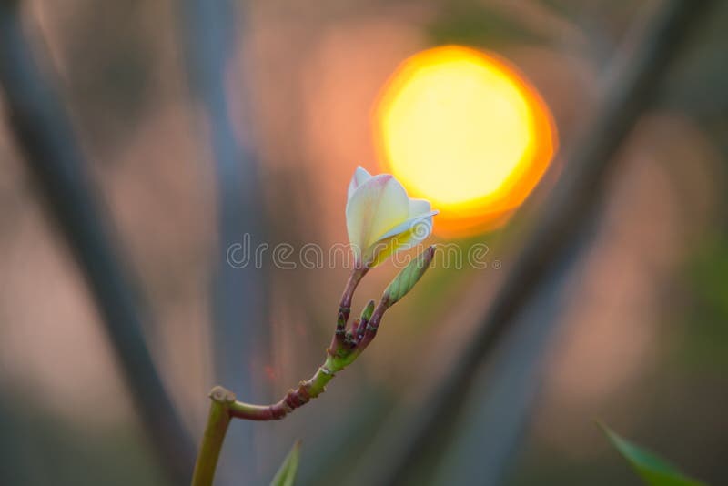 Temple tree stock image. Image of tree, beauty, floral - 93251483