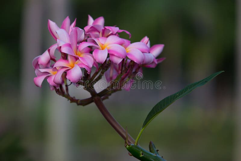 Temple tree stock image. Image of pink, beauty, plumeria - 93251487