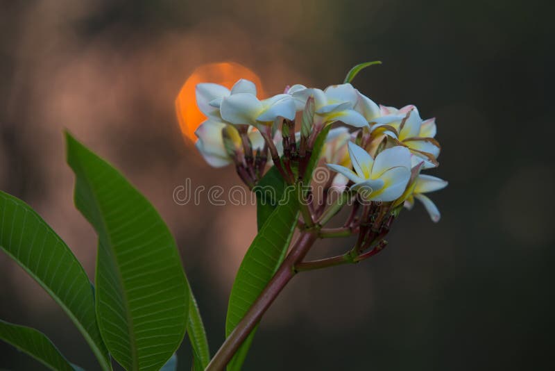 Temple tree stock image. Image of background, nature - 93251413