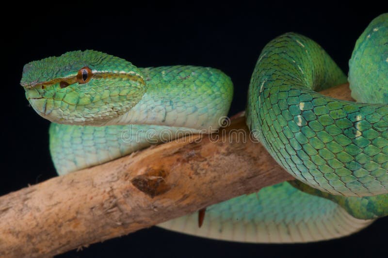 Temple viper female stock photo. Image of reptiles, rainforest - 15989420