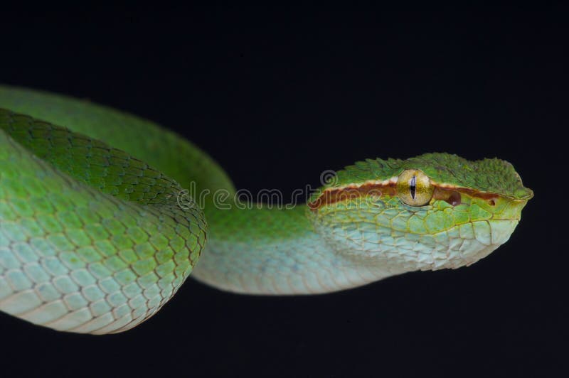 Temple viper male stock image. Image of kalimantan, templeviper - 15989449