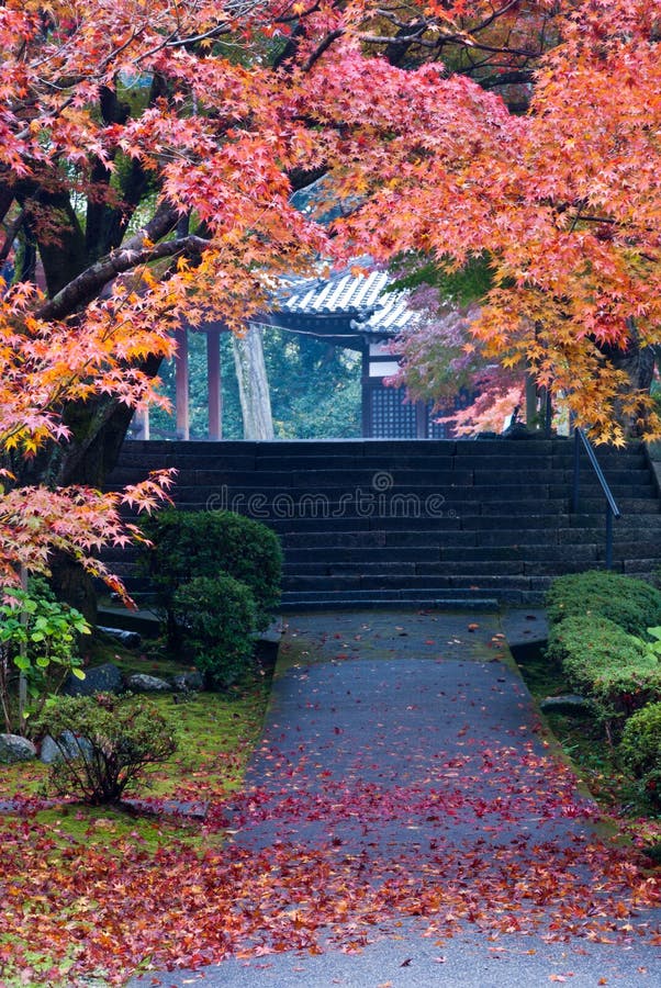 Temple Walkway and Fall Foliage Stock Photo - Image of trees, autumn ...