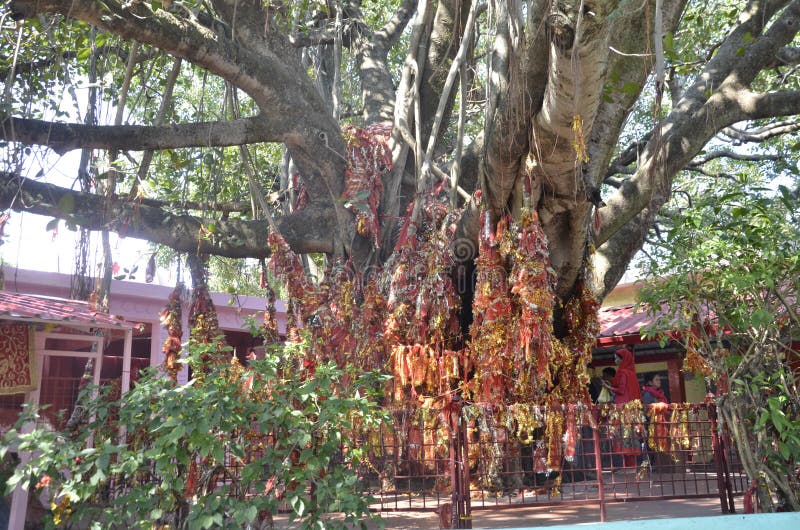 Wish Tree with Red Ribbons on the Access Road Stock Photo - Image of ...