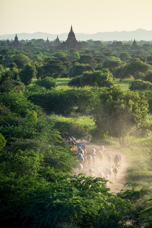 Temples in Bagan stock image. Image of restoration, religion - 46369791