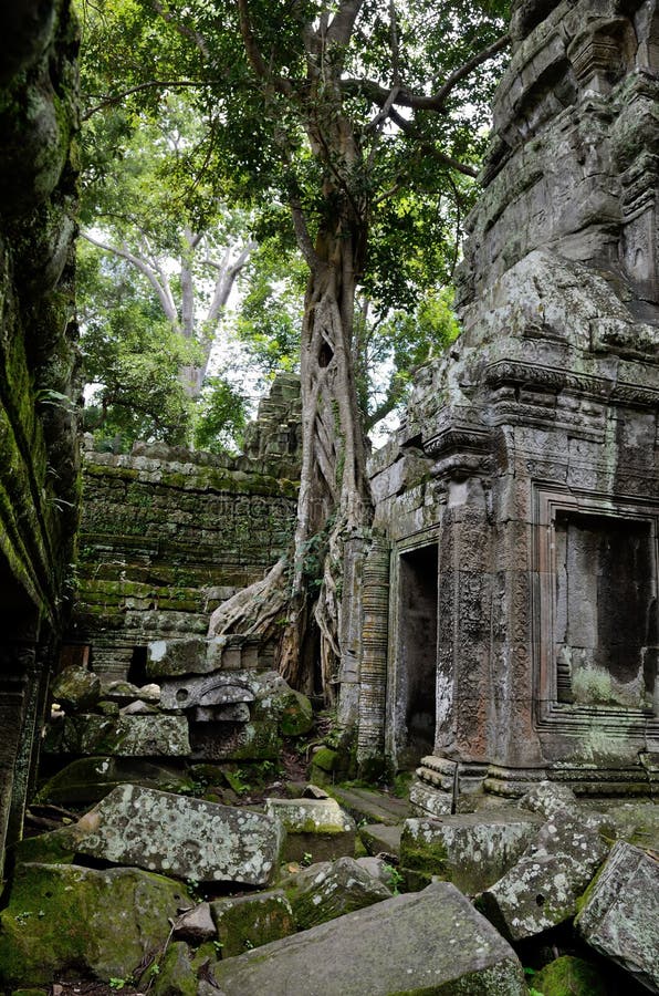Templo de TA Prohm foto de archivo. Imagen de coseche - 31496470