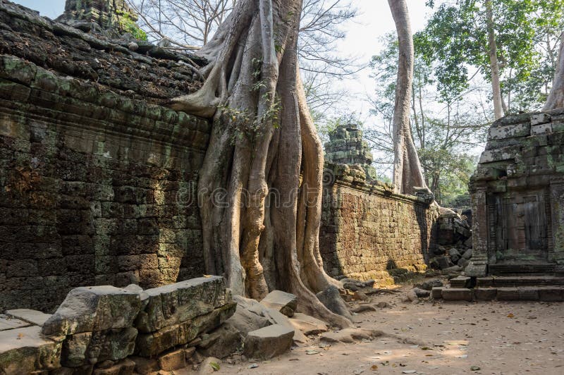 Templo de TA Prohm imagen de archivo. Imagen de camboya - 63798335