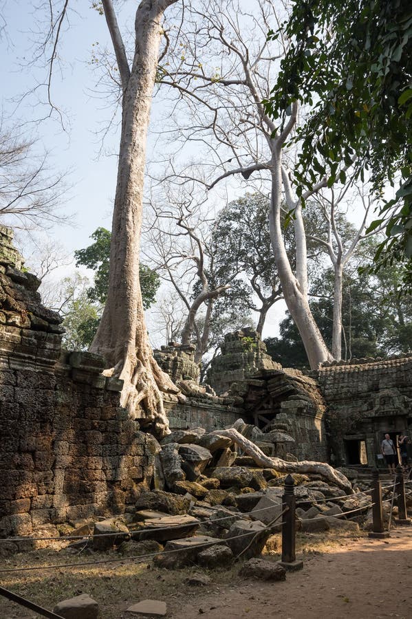 Templo de TA Prohm foto de archivo editorial. Imagen de templo - 97214038