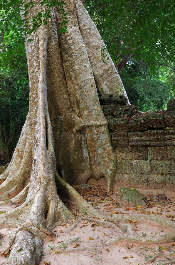 Templo De Ta Prohm, Angkor Wat, Cambodia Imagem de Stock - Imagem de ...