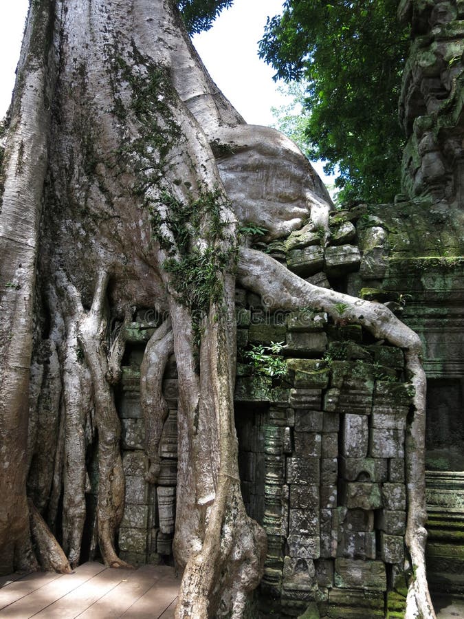 Templo De TA Prohm, Camboya Foto de archivo - Imagen de antiguo ...