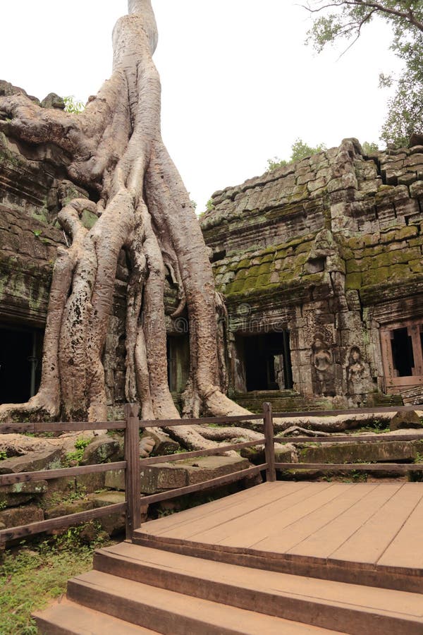 Templo De TA Prohm En Angkor Foto de archivo - Imagen de angkor, casas ...