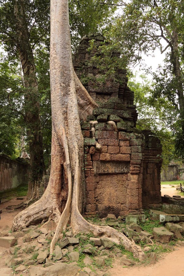 Templo De TA Prohm En Angkor Foto de archivo - Imagen de angkor, casas ...