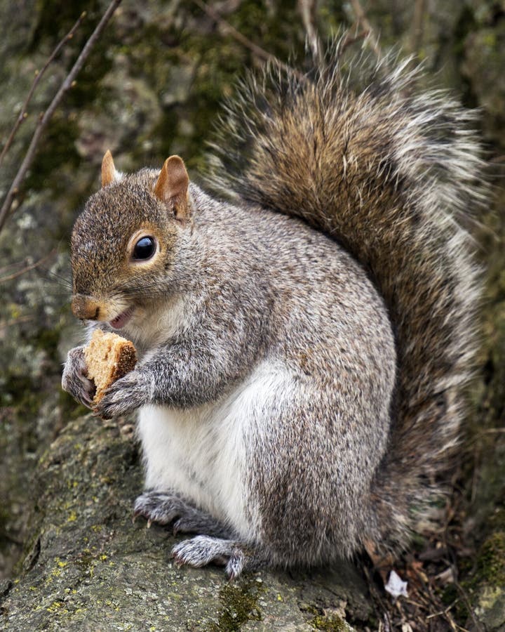 Um Esquilo De Sorriso Gordo Imagem de Stock - Imagem de wildlife ...