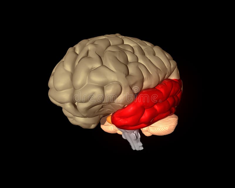 Temporal Lobe stock illustration. Illustration of human - 8016404