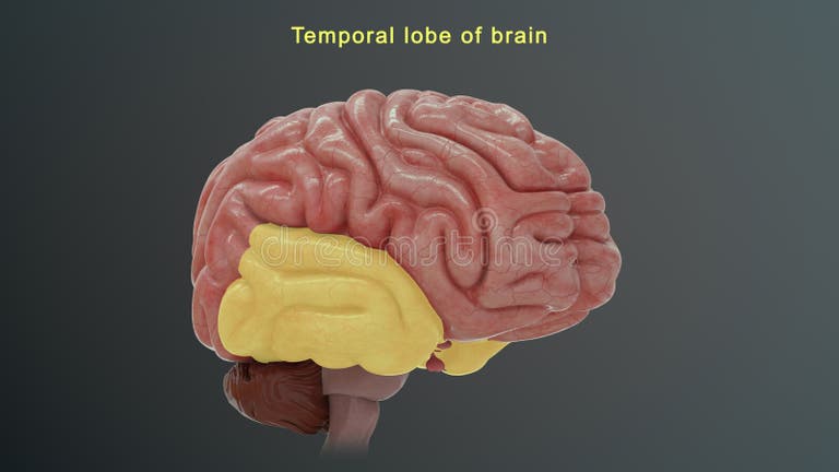 Temporal Lobe of Human Brain Stock Illustration - Illustration of gland ...