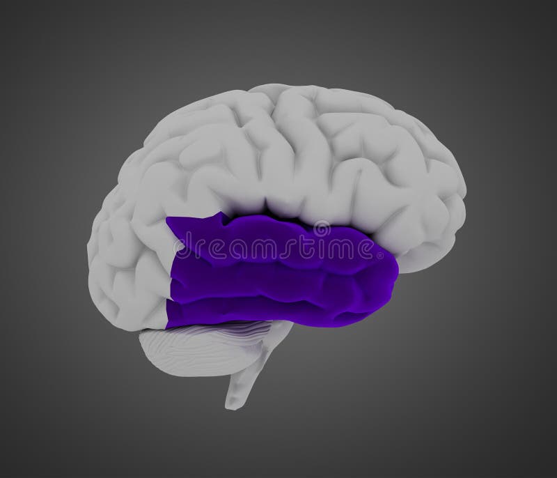 3D Rendering Illustration of Brain Stock Illustration - Illustration of ...