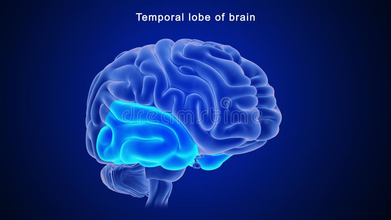 Temporal Lobe of Human Brain Stock Illustration - Illustration of ...