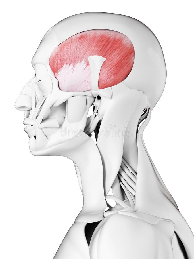 Temporalis muscle stock illustration. Illustration of rendering - 34164211
