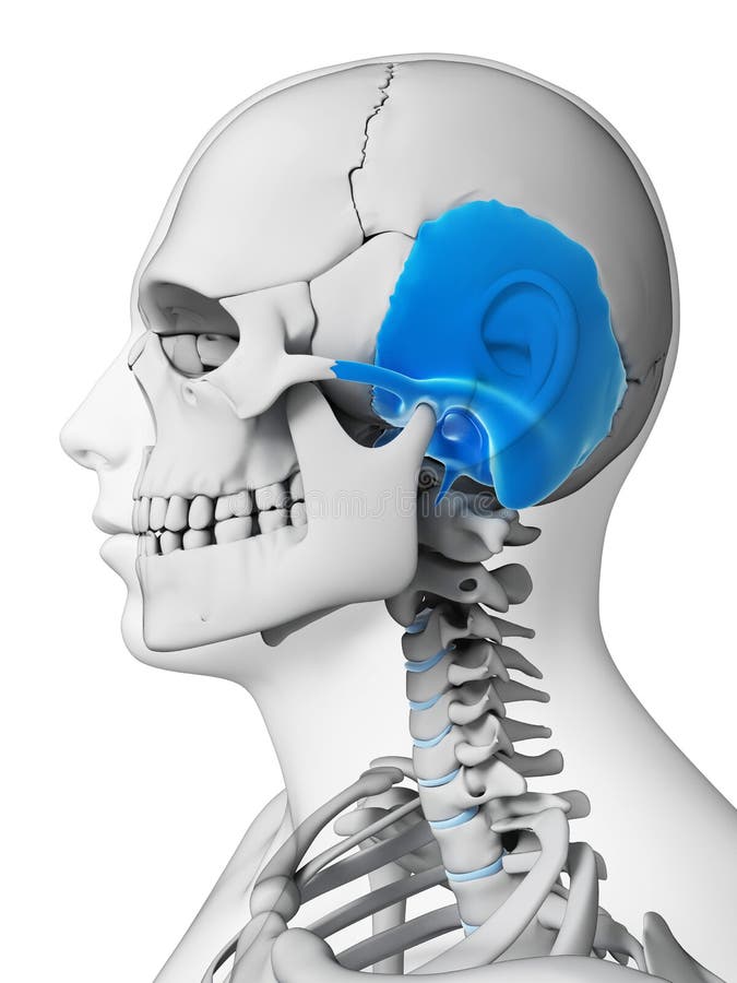 Manlig Skalleanatomi För Temporalt Ben - Som Isoleras På Vit Stock ...