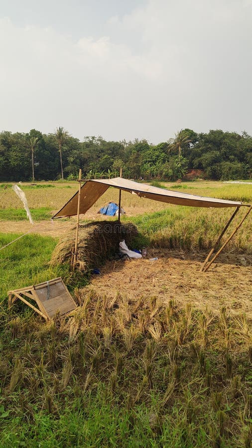 Temporary Collection Point for Harvest Results Stock Image - Image of ...