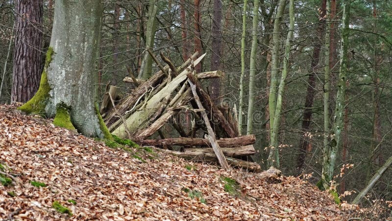 Forest Bushcraft Hunting Shelter Hut Built with Branches and Sticks ...