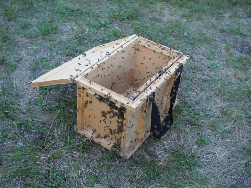 Temporary Portable Small Wooden Beehive with Bees. Bees are Looking for ...