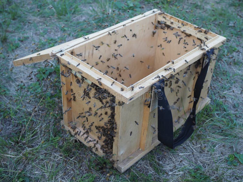 Temporary Portable Small Wooden Beehive with Bees Stock Image - Image ...