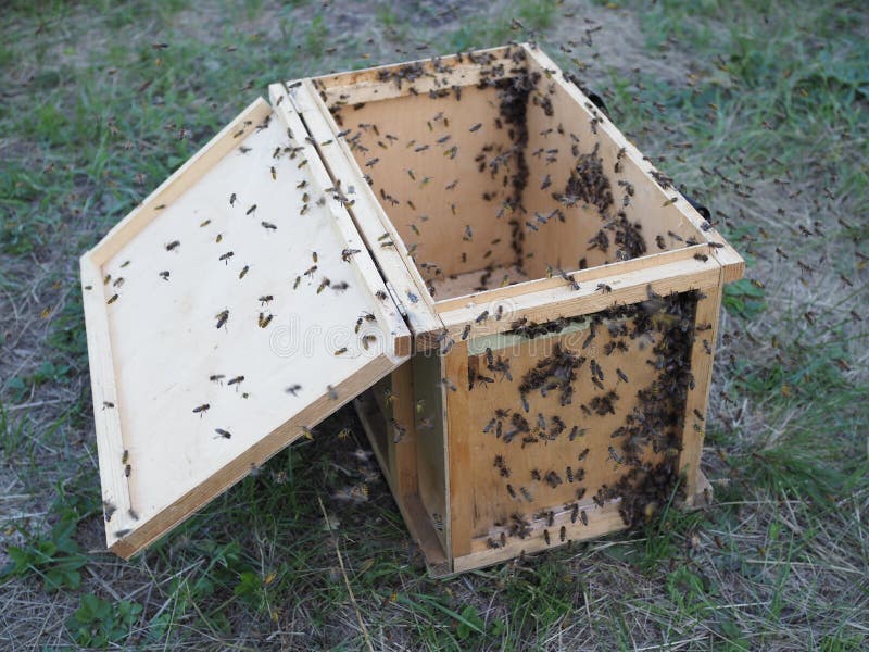 Temporary Portable Small Wooden Beehive with Bees. Bees are Looking for ...