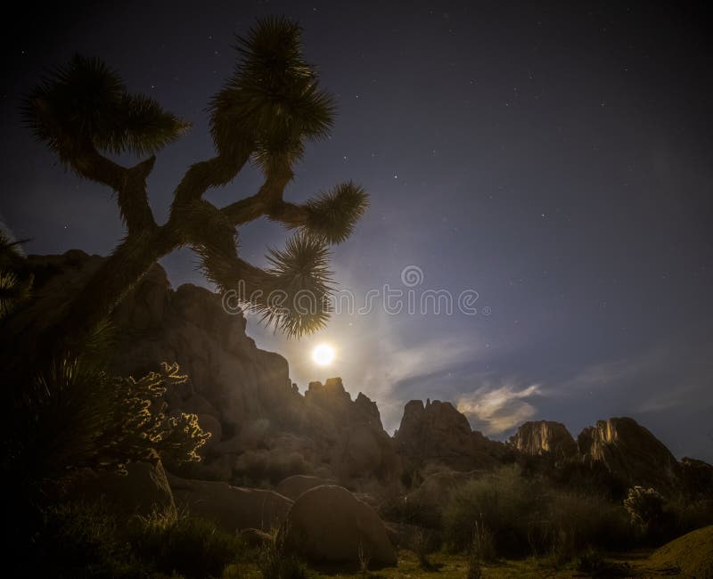 Temps De Joshua Tree Moon Rising on Image stock - Image du joshua ...