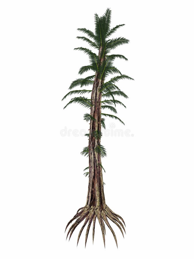 Tempskya Prehistoric Tree Fern - 3D Render Stock Illustration ...