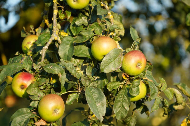 Ripe Apples Hang on an Old Apple Tree and Shine in the Sunshine Stock ...