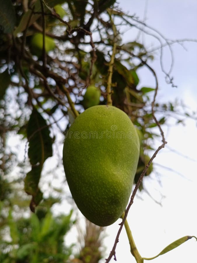 Tempting Fresh Mangoes stock image. Image of fruit, morning - 278101617