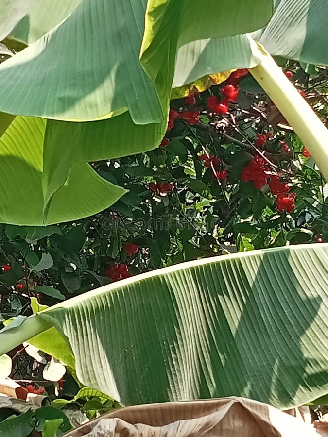 Gua Ga Tree Stock Photos - Free & Royalty-Free Stock Photos from Dreamstime