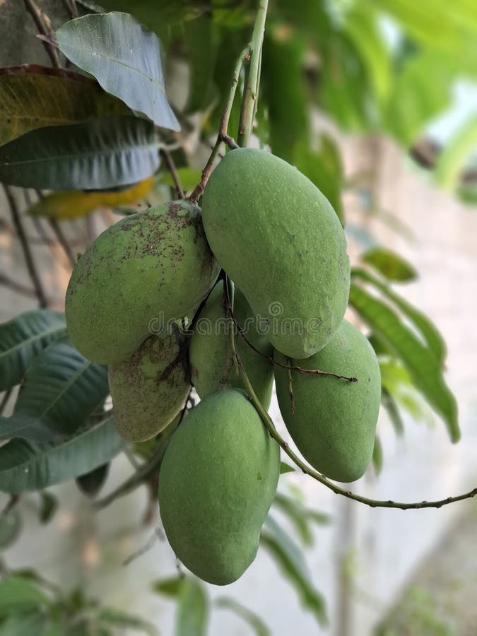 Tempting young mango stock image. Image of fruit, mango - 323128613