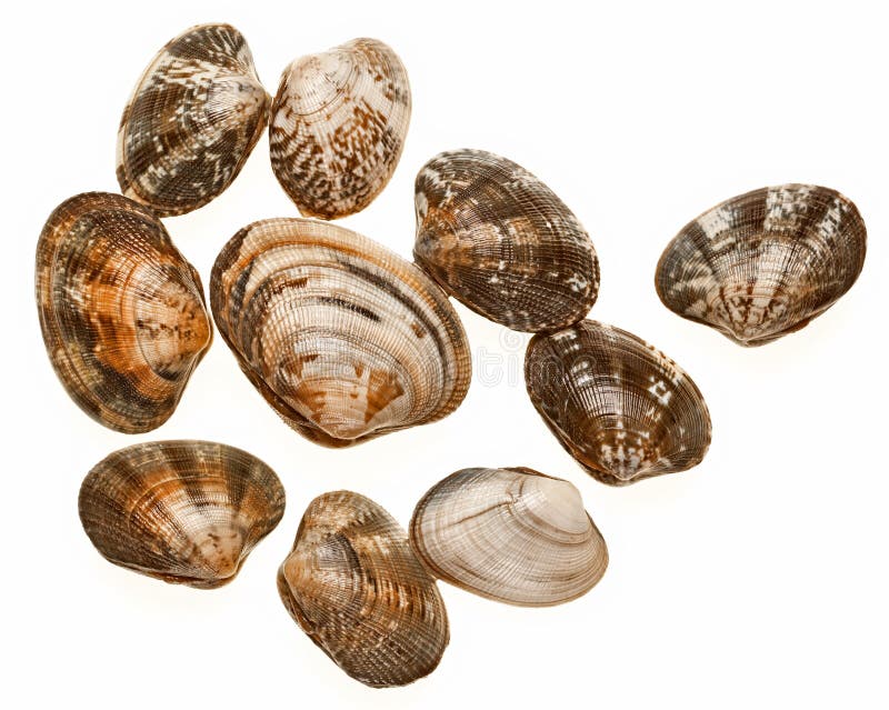Clams on a White Background Stock Photo - Image of saltwater, mollusk ...