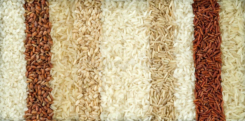 Ten Different Varieties of Rice Stock Photo - Image of alimentary ...