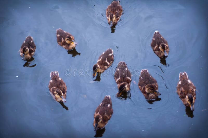 Ten Ducklings stock image. Image of water, ducklings - 94540117