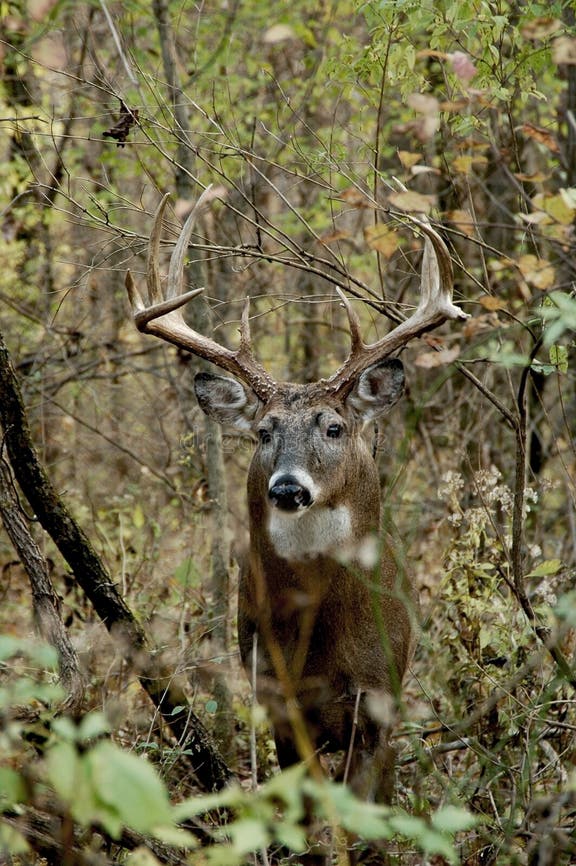 Ten Point Buck stock image. Image of point, season, rack - 3368115