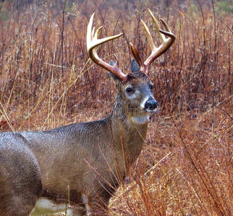 Huge Ten Point Buck stock photo. Image of snow, huge - 37237366