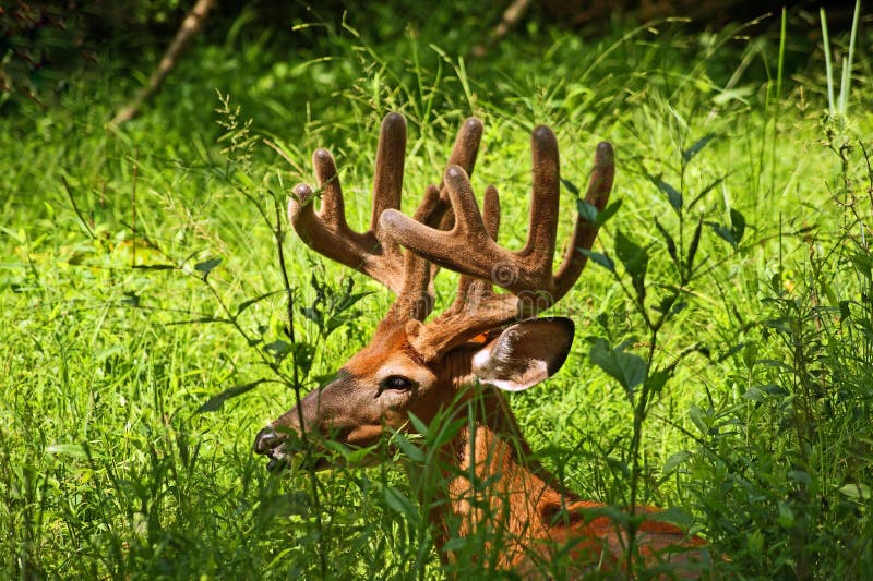 10 Point Whitetail Buck Deer Stock Image - Image of deer, wildlife ...