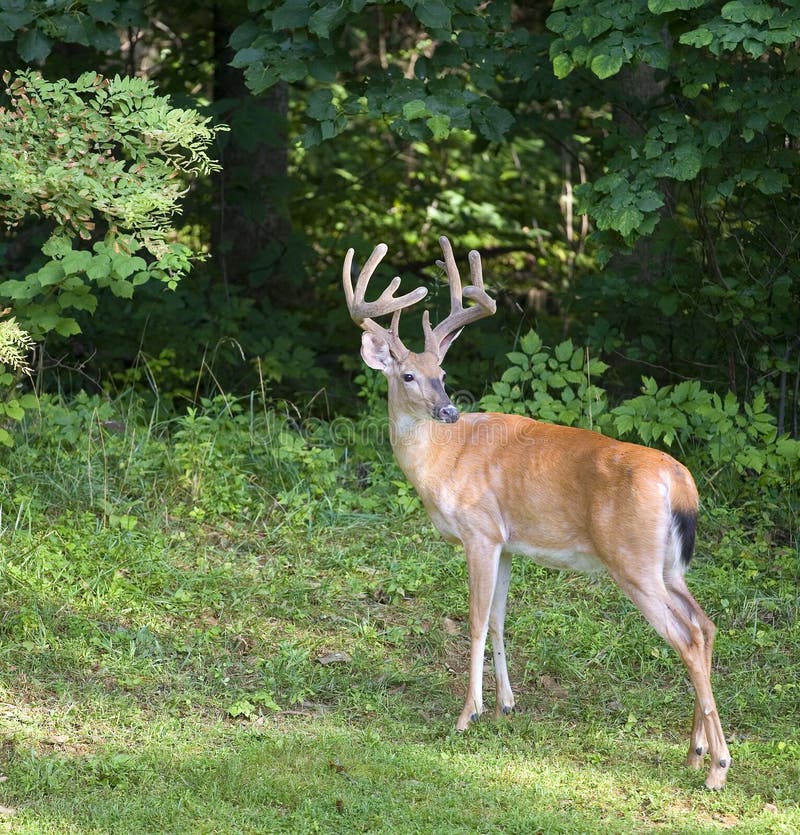 Ten pointer stock image. Image of antlers, green, grass - 25817823