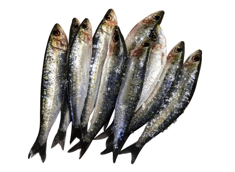 Ten raw sardines stock photo. Image of cook, cuisine - 188540488