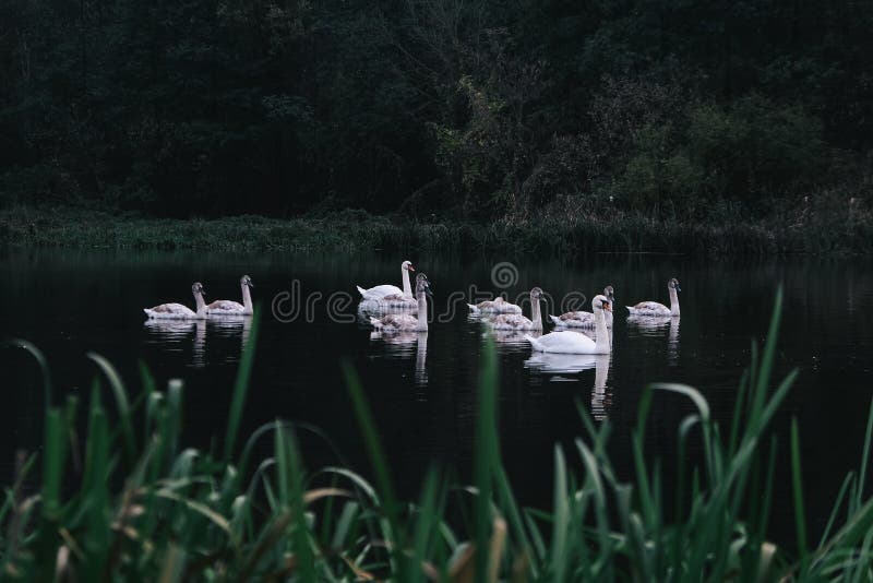 Ten Swimming White Swans in the River Stock Image - Image of feather ...