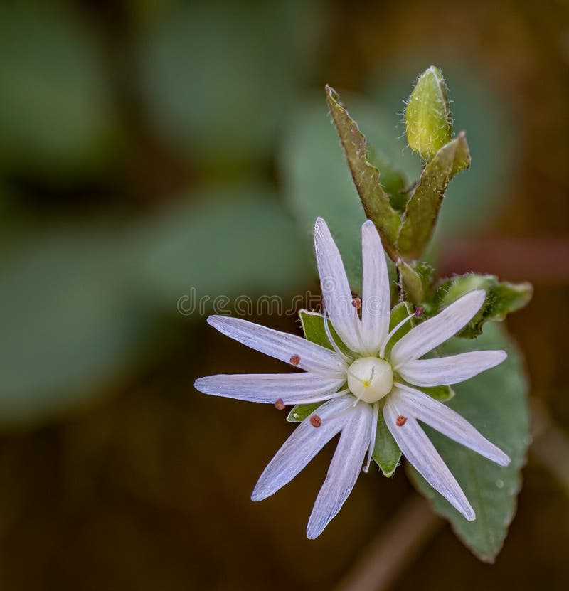 Ten White Petals Make Up the Star Chick Weed Wildflower Stock Photo ...
