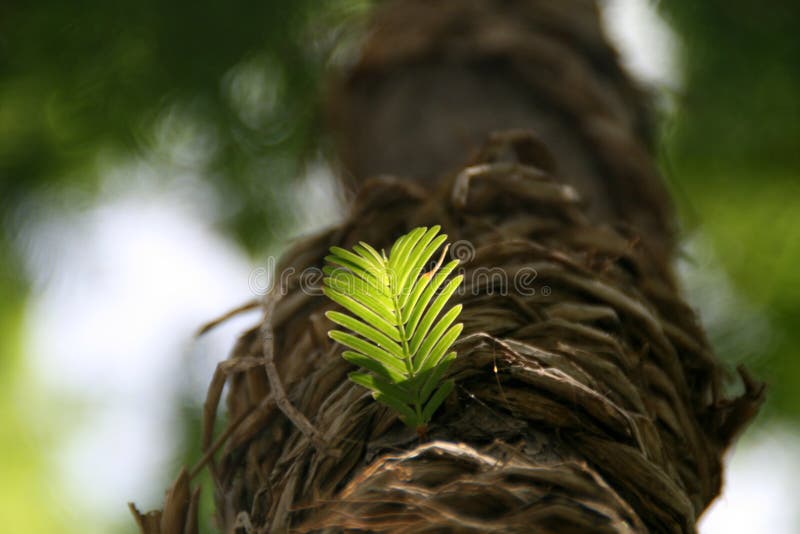 Tenacious of life stock photo. Image of colors, green - 53739834