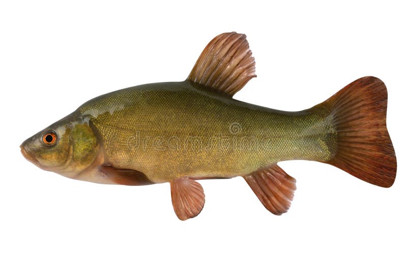 Tinca Tinca, Doctor Fish, the Tench Stock Photo - Image of underwater ...