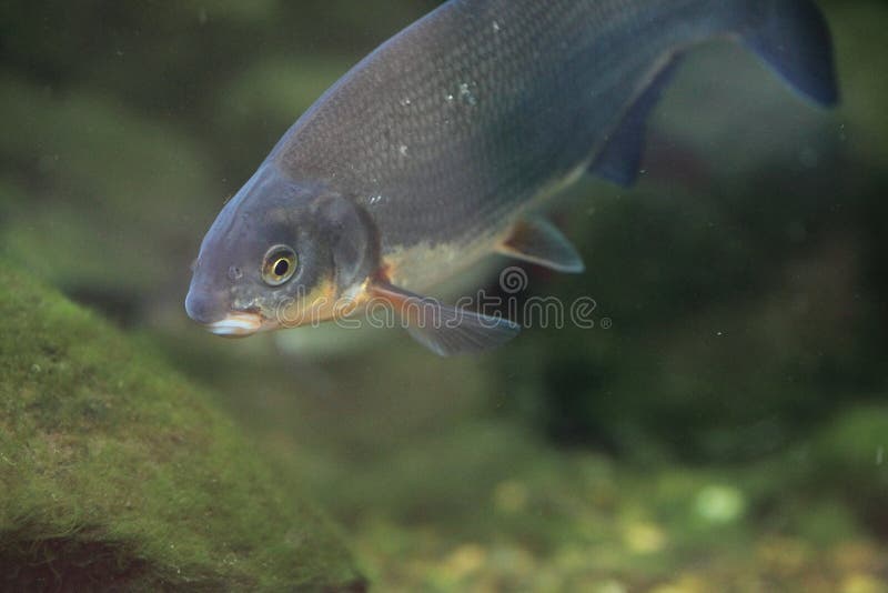 Tinca Tinca, Doctor Fish, the Tench Stock Photo - Image of underwater ...