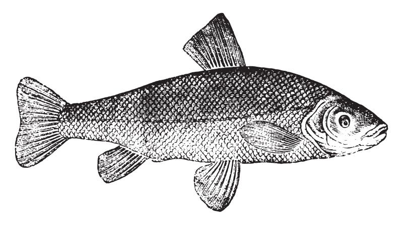 Tench Fish Stock Illustrations – 63 Tench Fish Stock Illustrations ...