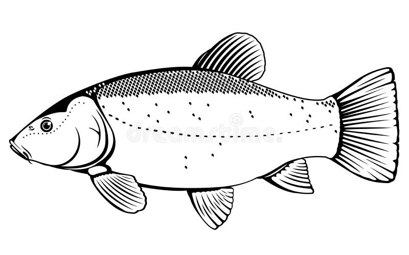 Tench Fish Stock Illustrations – 63 Tench Fish Stock Illustrations ...
