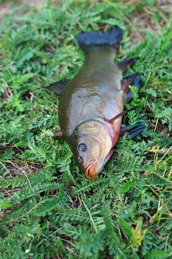 Tench fish stock photo. Image of skin, freshness, rural - 72577354