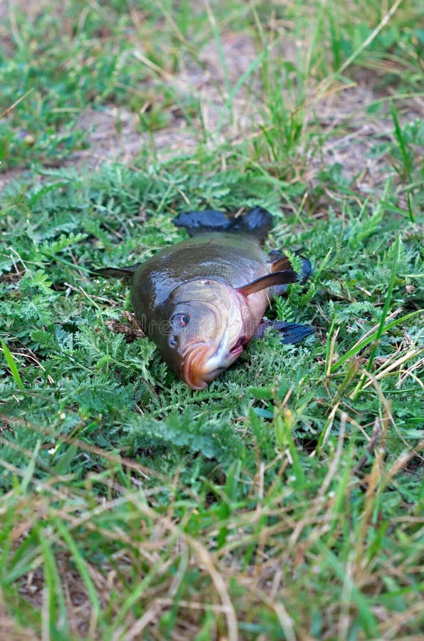 Tench stock image. Image of animal, nature, mouth, lake - 76527915